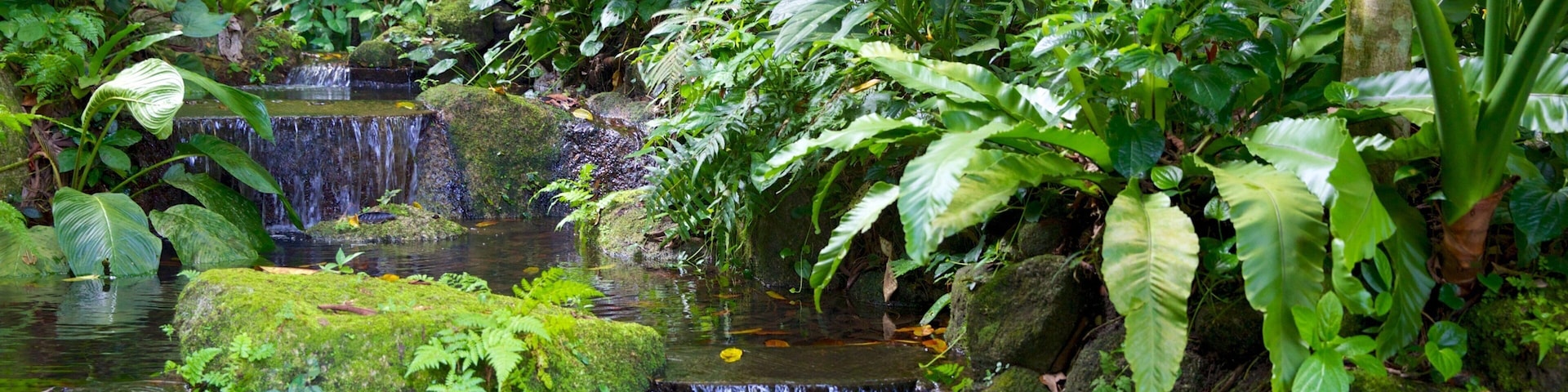 Tropical Spice Garden showing a pond and a garden