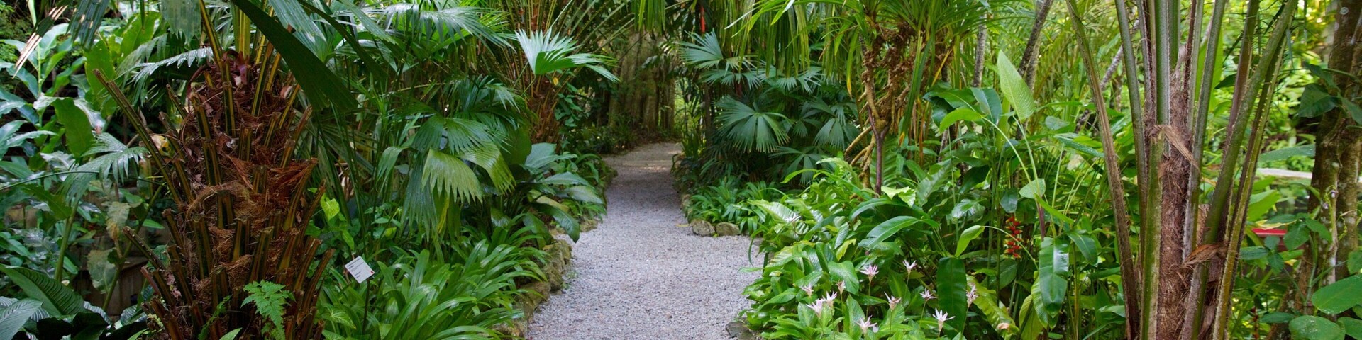 Tropical Spice Garden featuring a garden