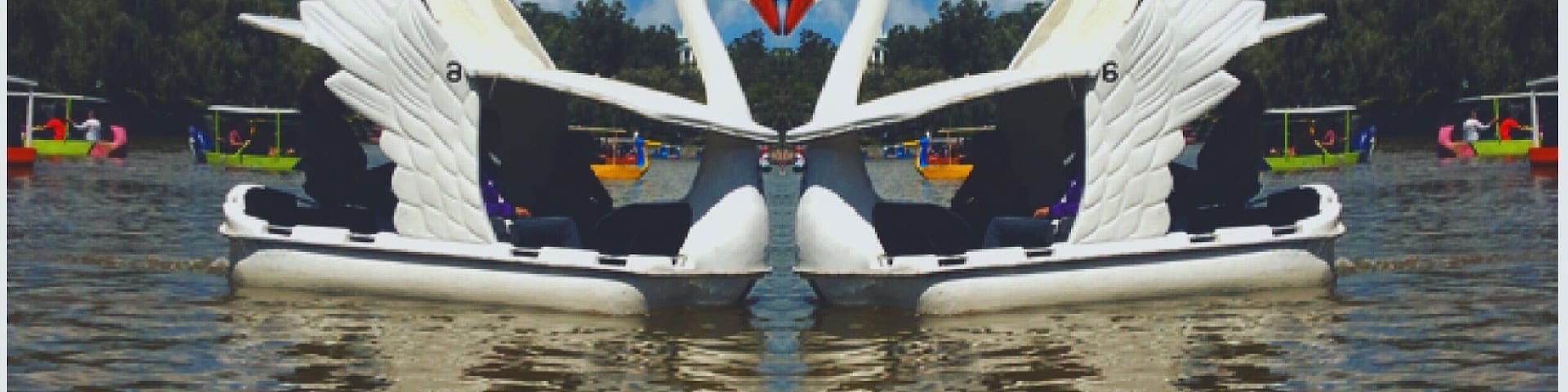 Swan boat