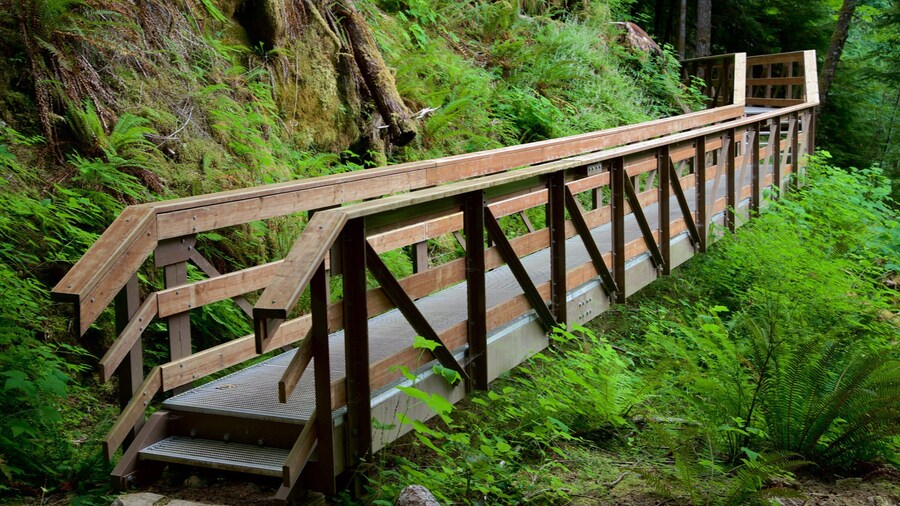 Horne Lake Caves Provincial Park featuring forest scenes and a bridge