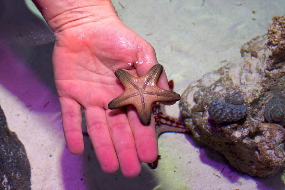 Uma mão segurando uma estrela-do-mar perto de uma superfície rochosa subaquática.