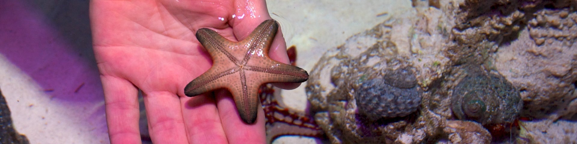 Sea Life Aquarium which includes marine life