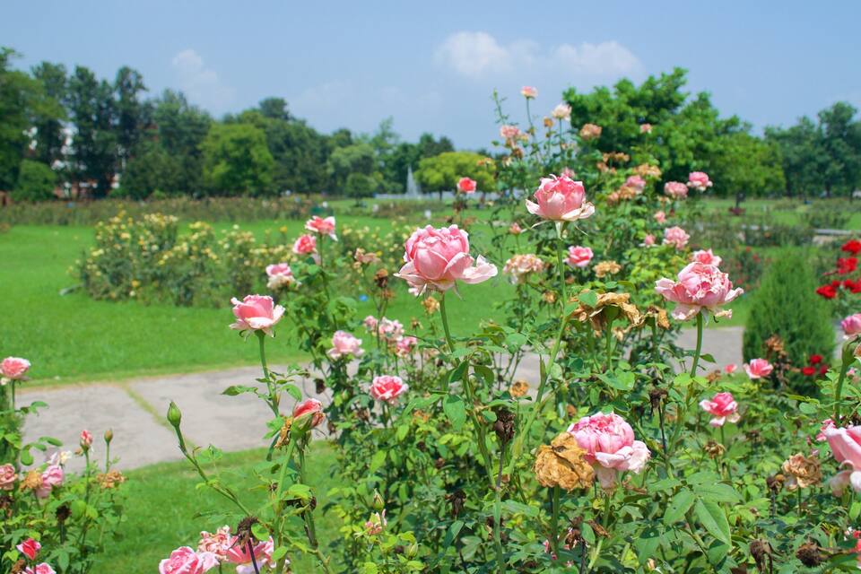 Um jardim com rosas cor-de-rosa e grama verde.