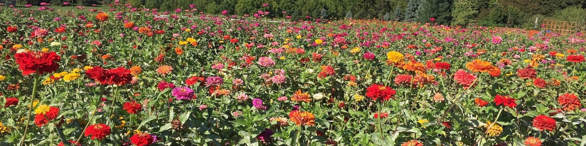 Pretty zinnia field in Marlboro NY #Colorful