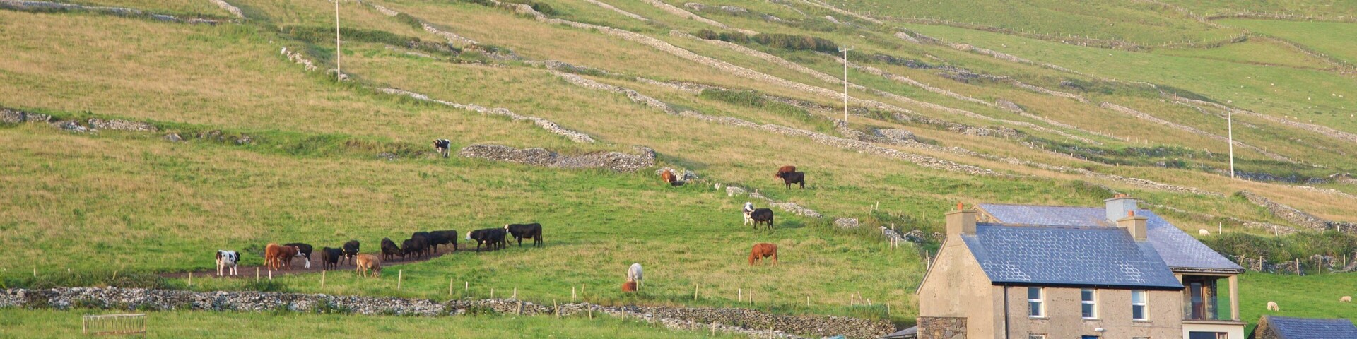 Dunmore Head featuring tranquil scenes and land animals