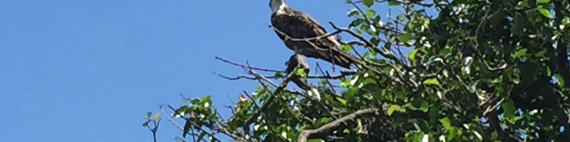 Osprey.