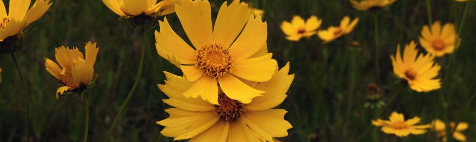 Now begins my spring trip to Hunting Island. A trip full of birds, low country coastal views, great food, and memorable experiences.
We start on the road to Hunting Island. This long highway to the coast had a couple stops, and this one was for the field of flowers. Just off the road I stopped and walked around these beauties. I could have been here all day, but had to move quickly as the raid was coming.