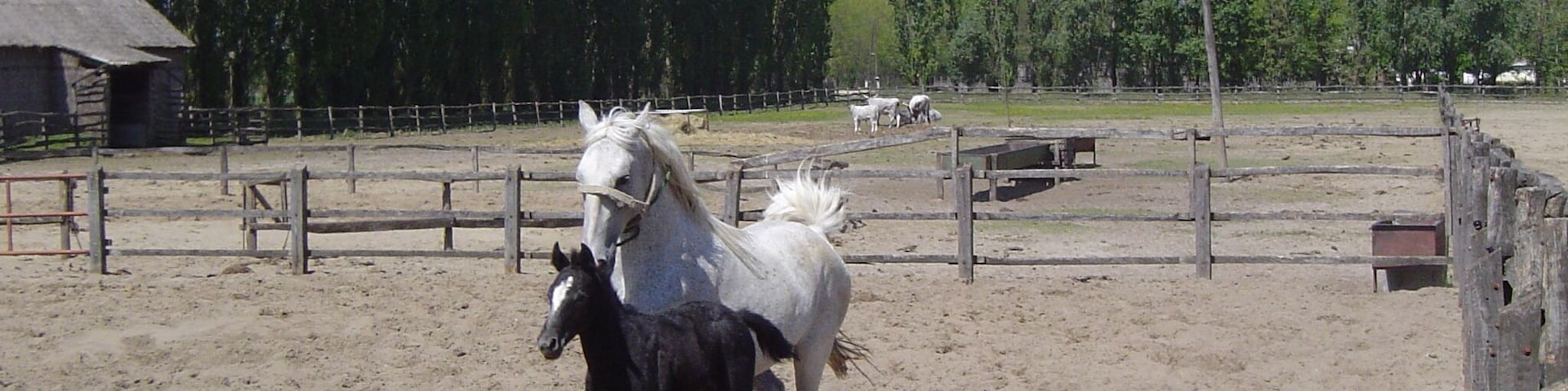 It's nice to watch the horses as they run through the desert.
#SpringFun