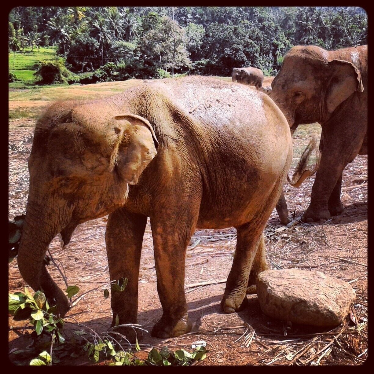 Dois elefantes em seu habitat natural, com árvores e chão de terra.
