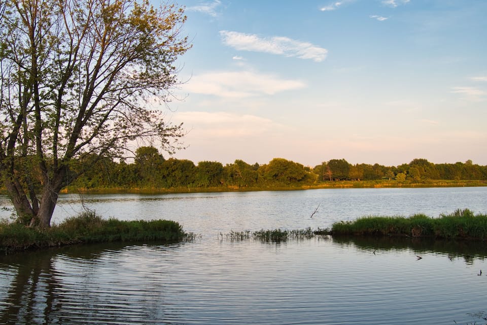 Um lago calmo com uma árvore à esquerda e uma margem arborizada ao fundo.