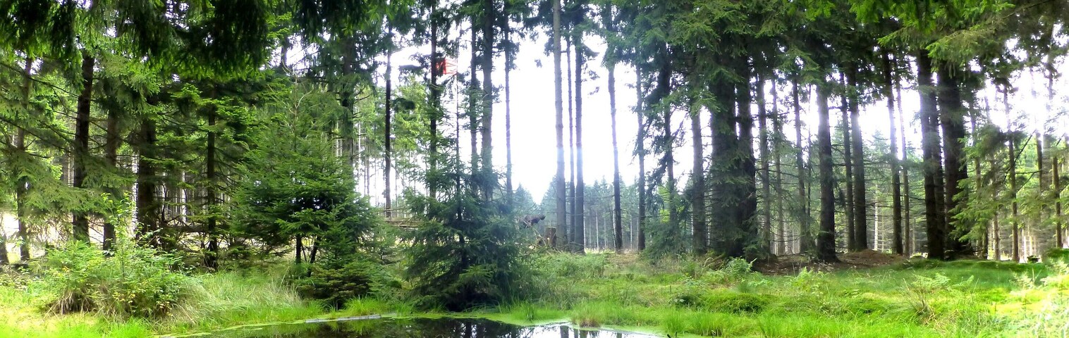 Soonwald - kleiner Waldteich bei Ellern