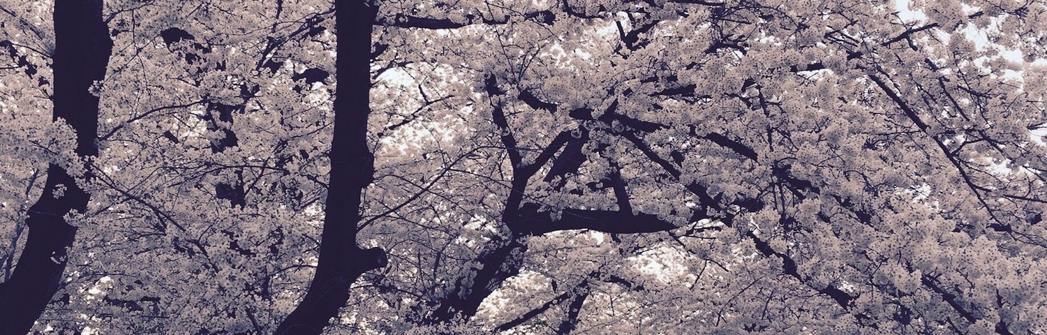 SAKURA - cherry blossom