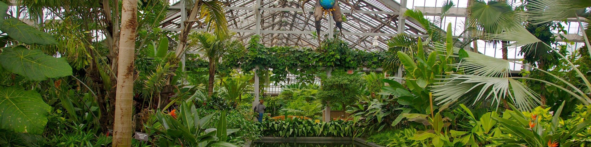 Vibrant tropical plants thrive inside Garfield Park Conservatory in Chicago, showcasing nature's beauty all year round