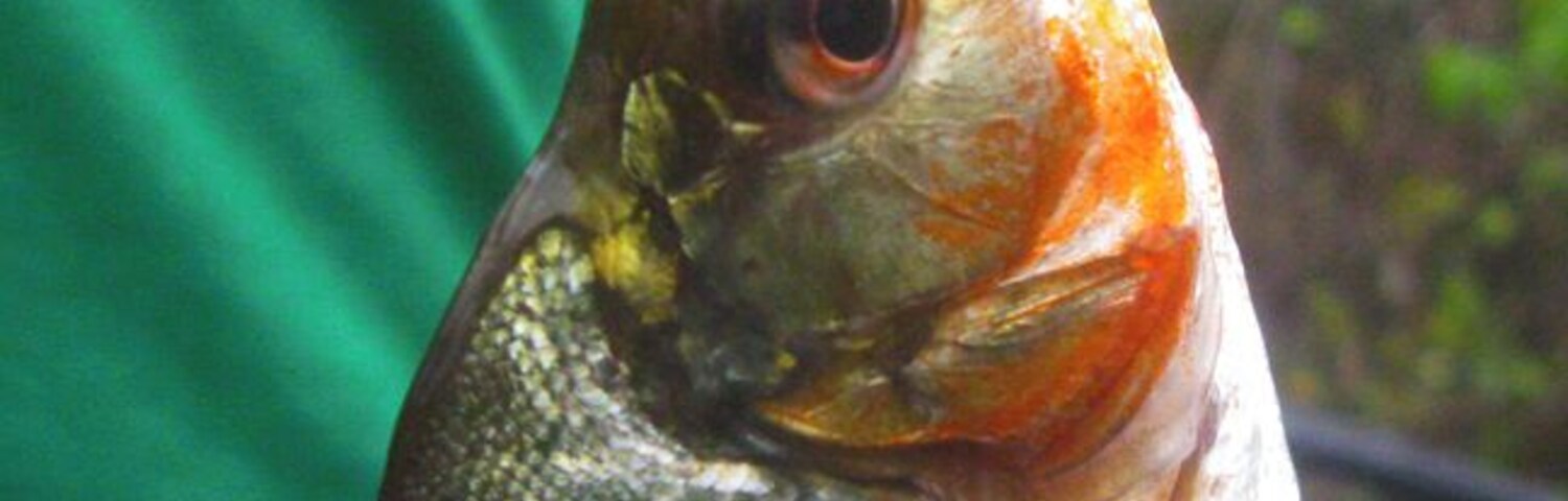 Um peixe com um anzol na boca, sendo segurado por uma pessoa vestindo uma camisa verde.