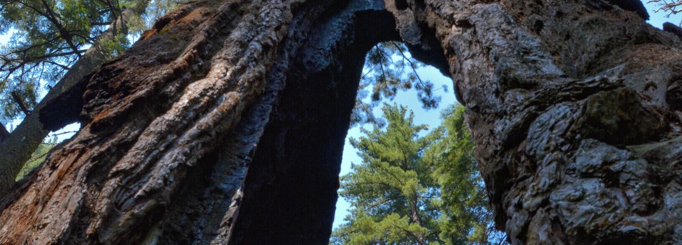 Uma grande árvore com uma formação natural em arco.
