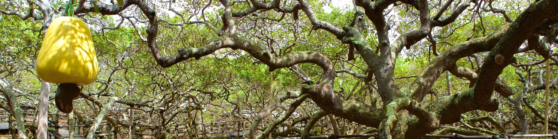 Um calçadão de madeira com cerca de corda, rodeado por árvores densas e um cogumelo amarelo pendurado num galho.