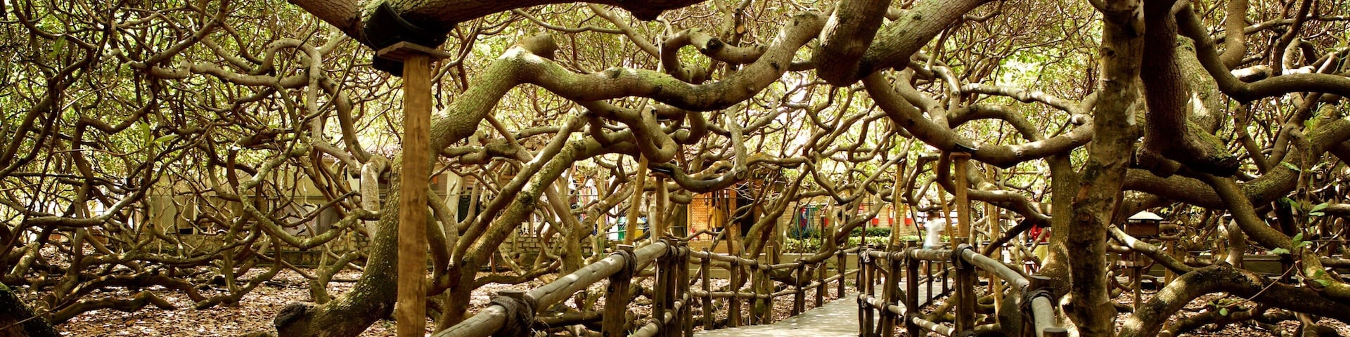 Pirangi Cashew Tree featuring a park