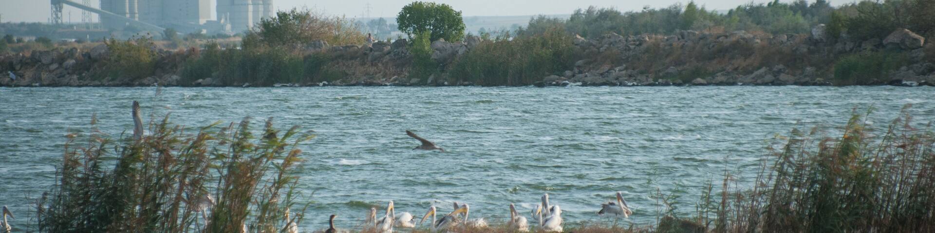 Splendid show with high winds and waves, early September. Pelicans afloat = the Danube Delta just got closer! :)
#waterlust