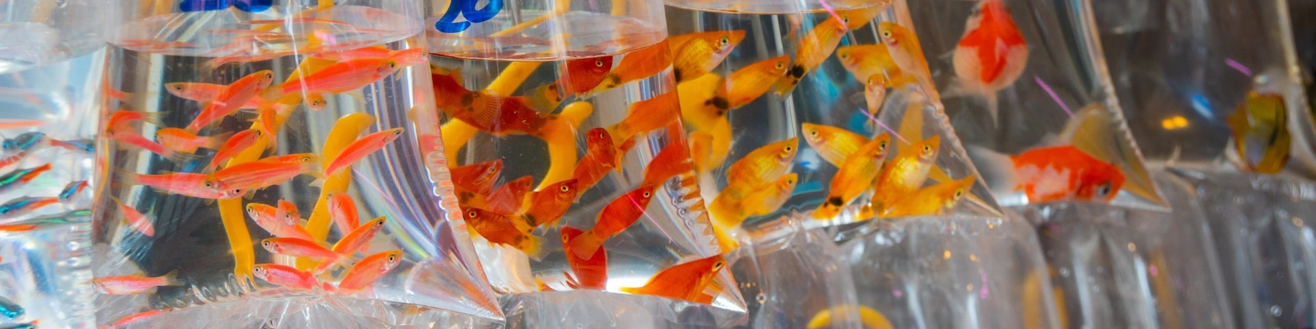 Goldfish Market showing marine life and markets