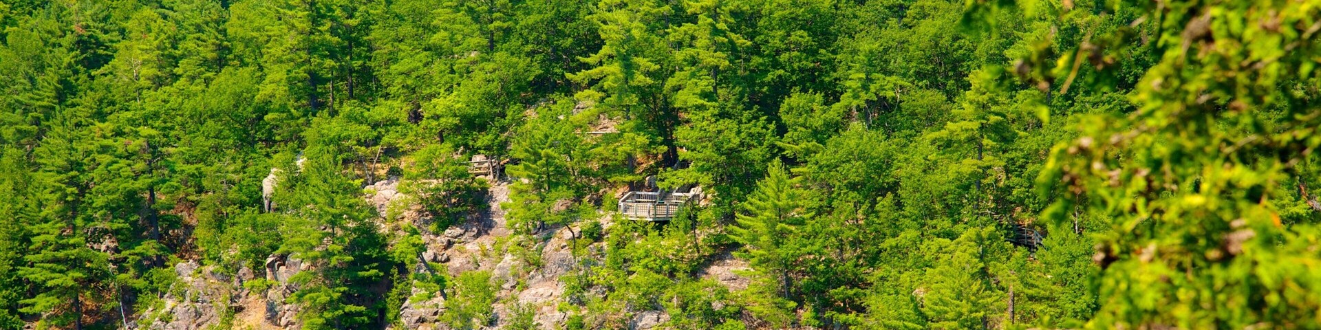 Gatineau Park showing forest scenes, a garden and a lake or waterhole