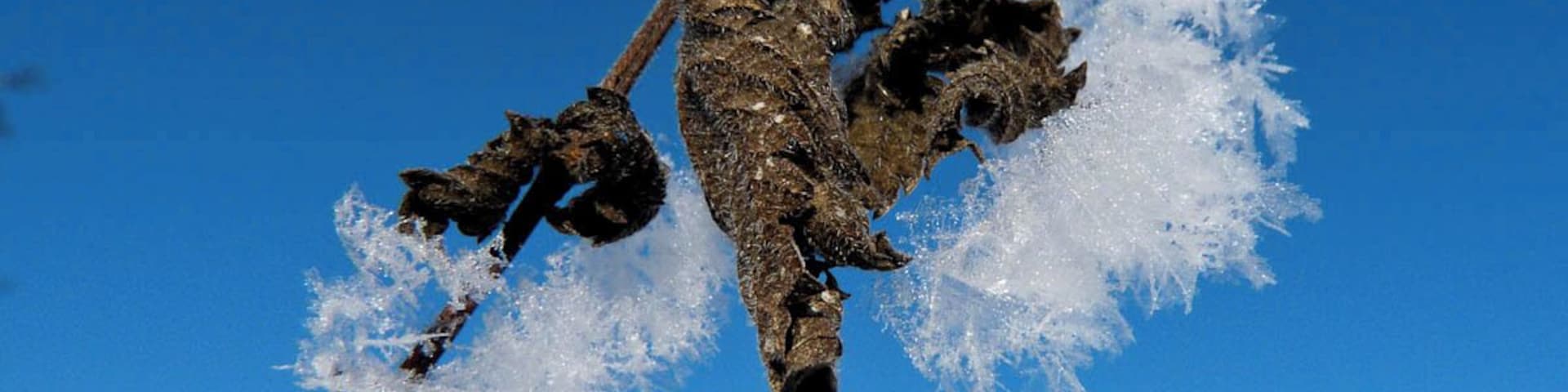 Snow crystals on a bush.
Seen on a hike in the winterwonderland around Wiesendangen close to Winterthur in Switzerland.
#snow