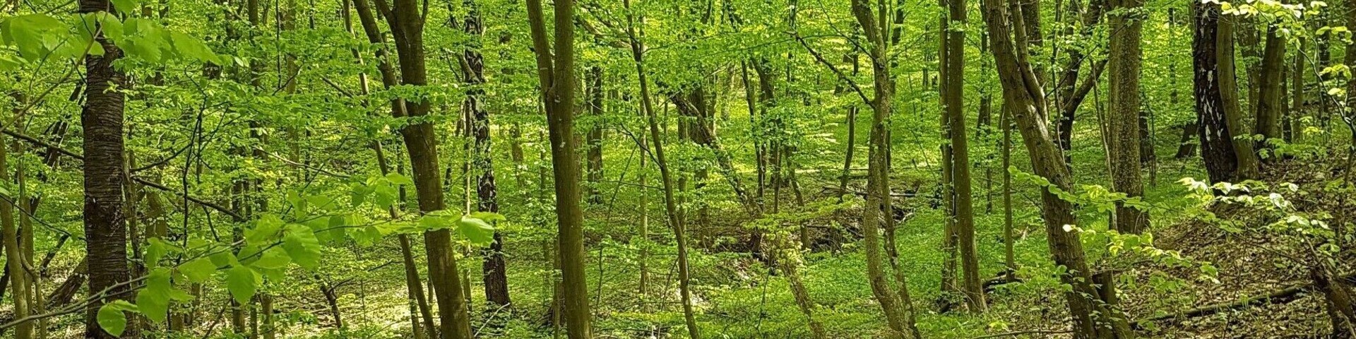 Hiking trip, crossing the Slovakian forest heading to Tatra Mountains (part of Carpathians Mountains)