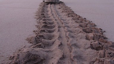 Uma praia arenosa com rastros de tartaruga a levar ao oceano.