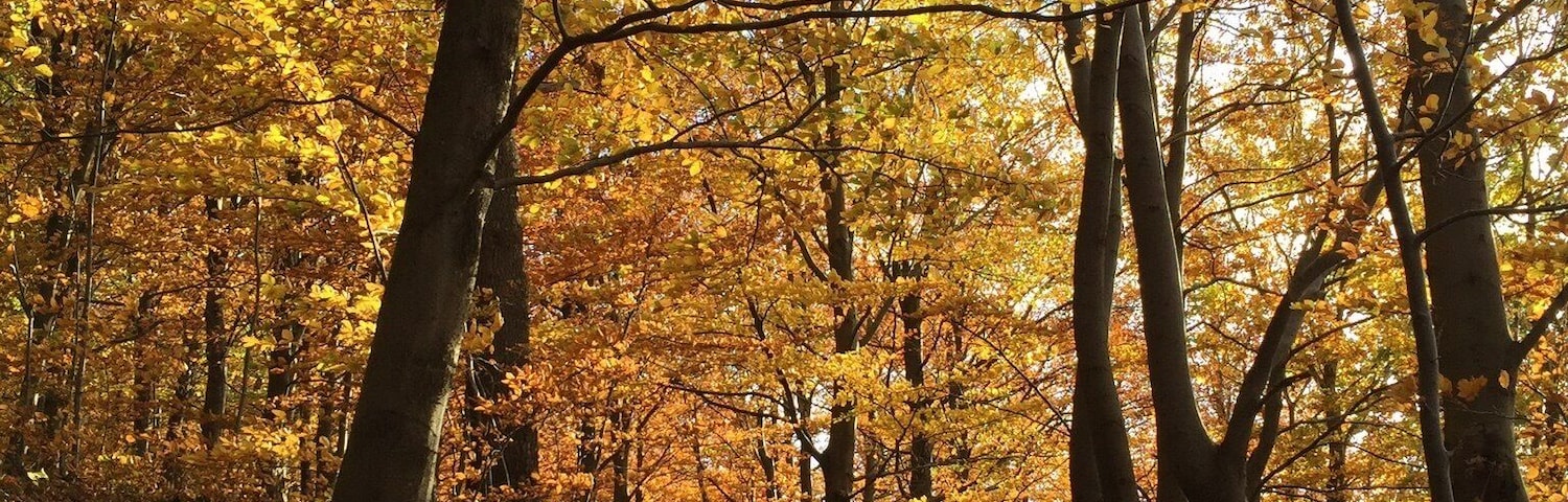 #autum #forest #hometown #klinten