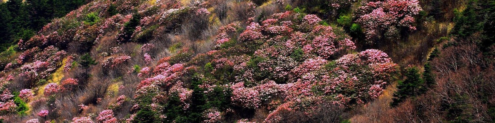 2016 The World Heritage List,Natural site—— Hubei #Shennongjia (China).
#湖北神农架.
http://whc.unesco.org/en/list/1509/