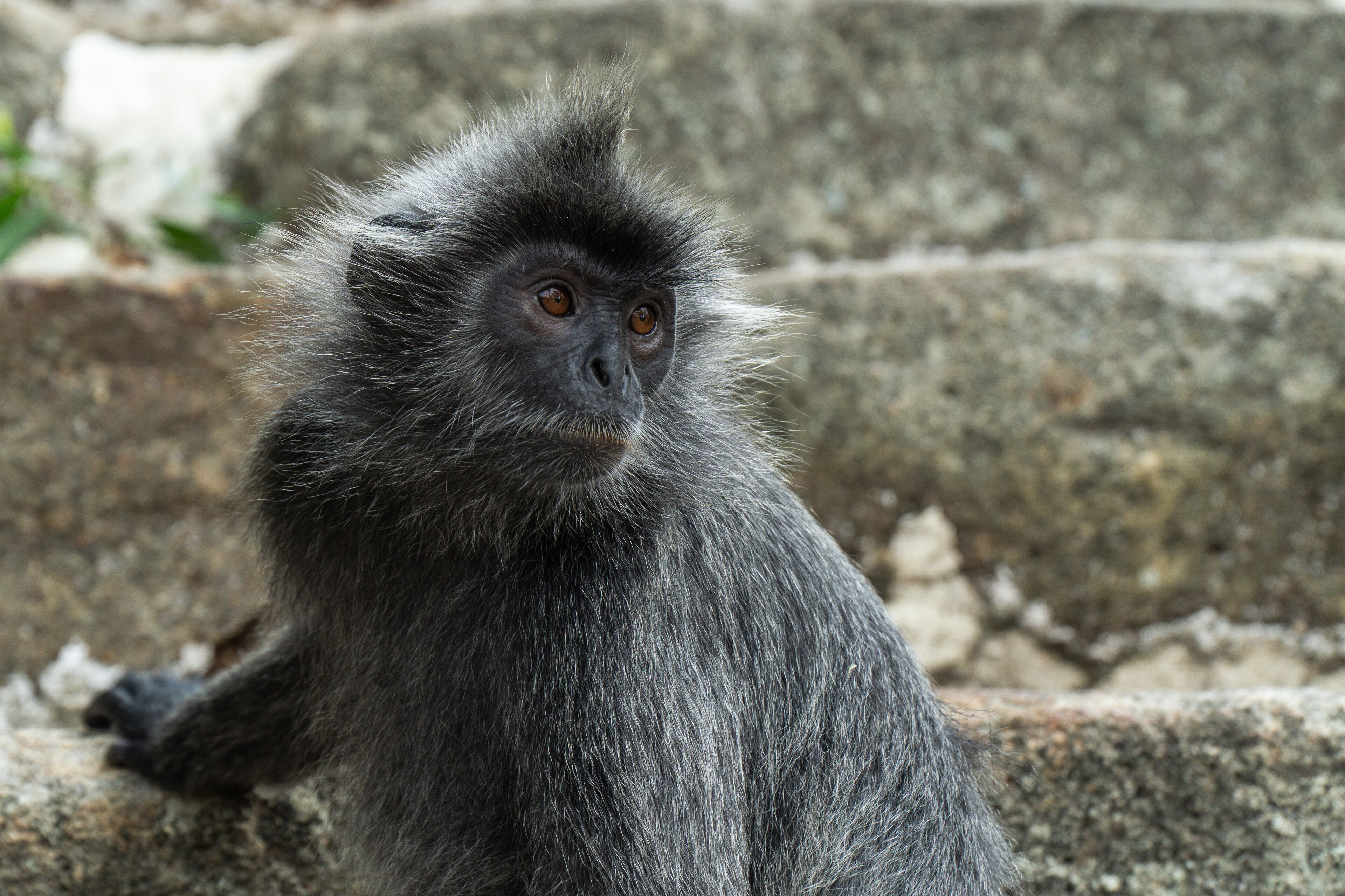 Um macaco de pelagem escura sentado em terreno rochoso.