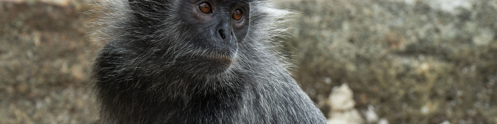 Um macaco de pelagem escura sentado em terreno rochoso.