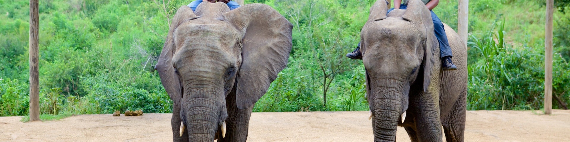 Elephant Whispers que inclui animais de zoológico, animais terrestres e cenas tranquilas