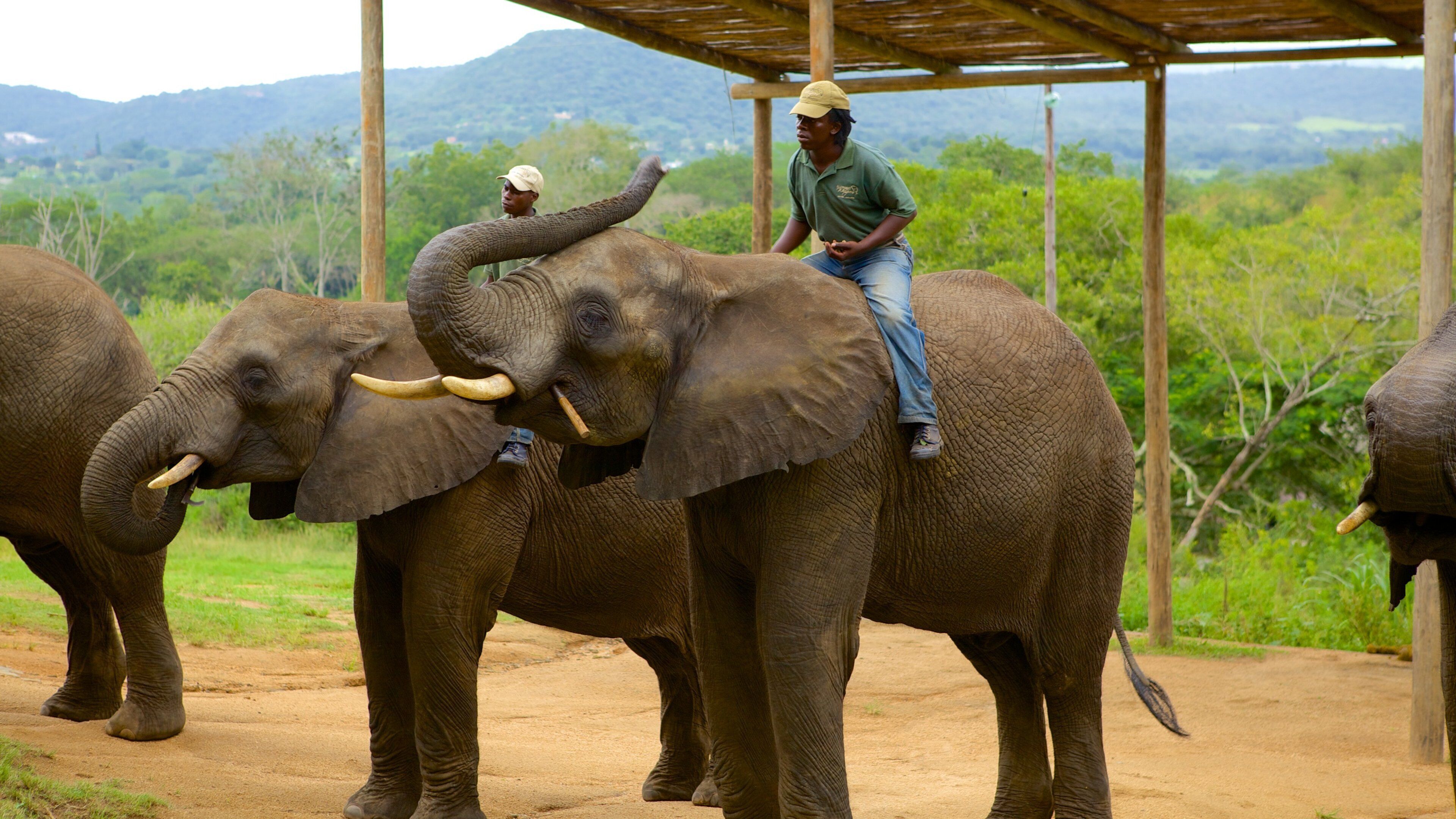 Elephant Whispers que inclui animais de zoológico, animais terrestres e um parque