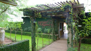 Um caminho no jardim leva a uma pérgula coberta de hera, com uma placa que diz 'Elephant Whigs'.