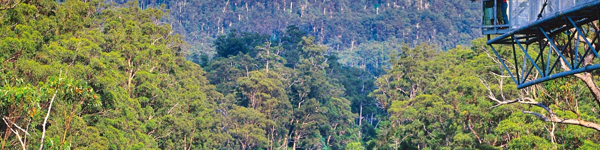 Geeveston showing forests and a river or creek