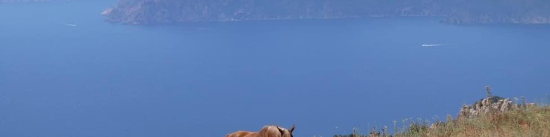Um cavalo marrom numa colina gramada com vista para uma grande extensão de água e montanhas ao fundo.
