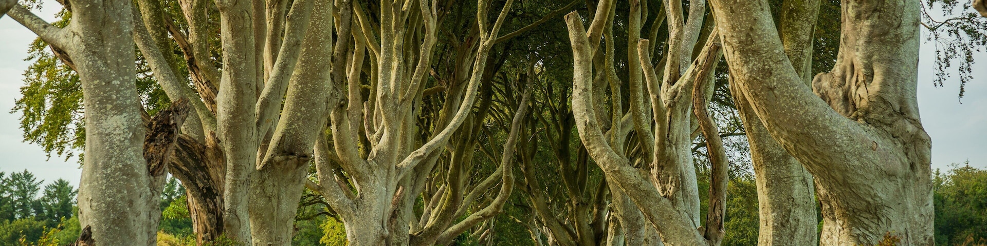 The Dark Hedges which includes a garden as well as a small group of people