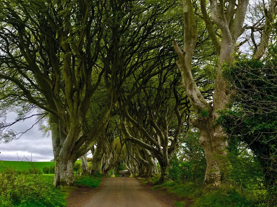 As a Game of Thrones fan, had to visit the Dark Hedges in Northern Ireland!