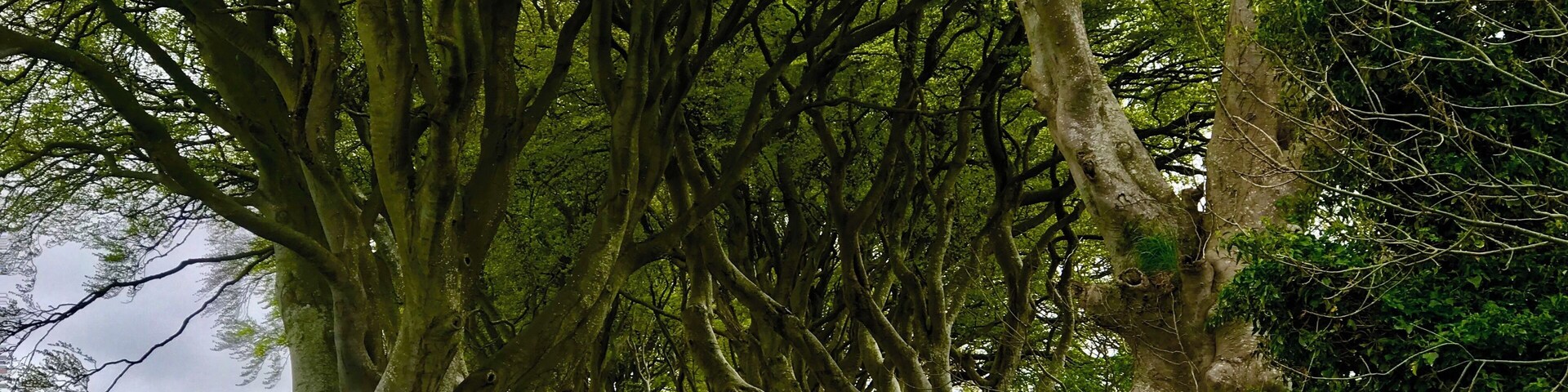 As a Game of Thrones fan, had to visit the Dark Hedges in Northern Ireland!