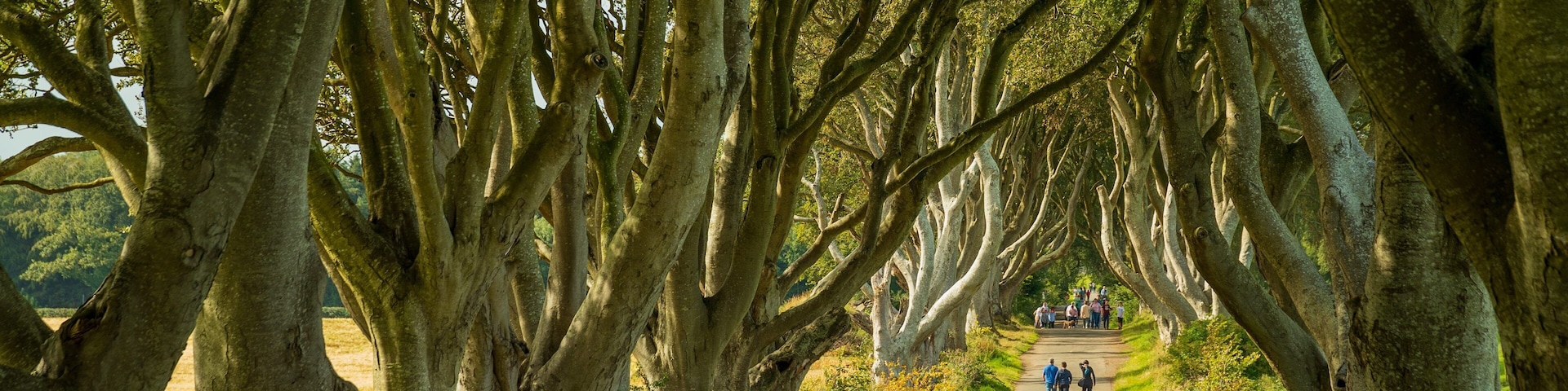 The Dark Hedges featuring a park