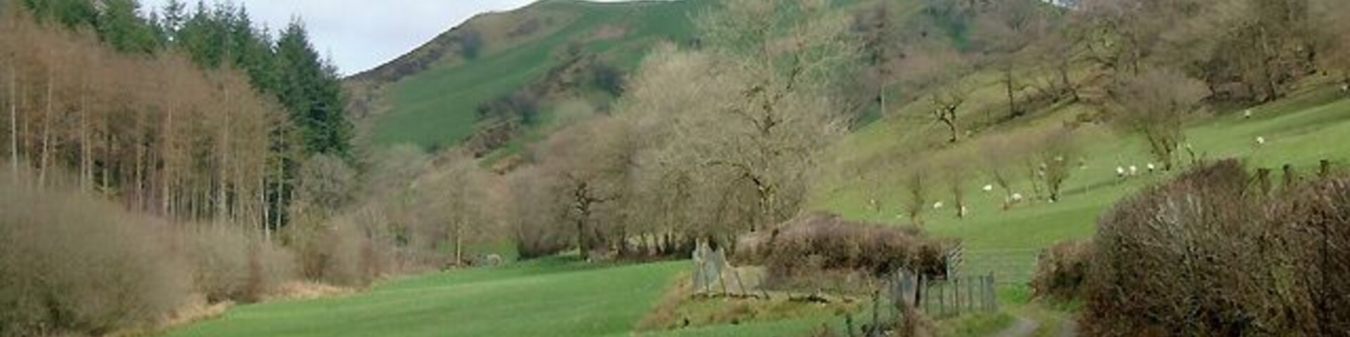 Pastureland by Blaen Rhisglog, Carmarthenshire This is a lovely secluded valley with a good walking route which leads eventually to the head of the Afon Cothi valley. The forest on Blaen Rhisglog is also an open access area.