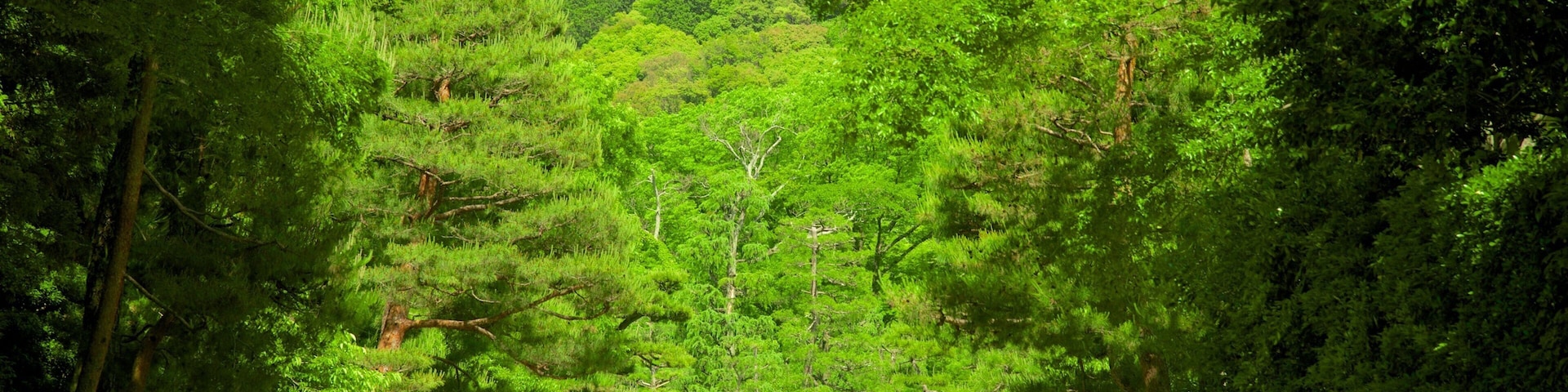Caminho cercado por árvores verdejantes que leva a um lampião de pedra.