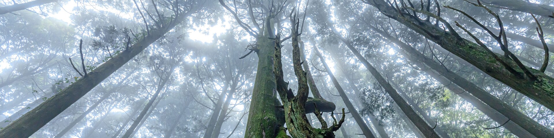 Uma floresta densa com árvores altas e uma atmosfera nevoenta.