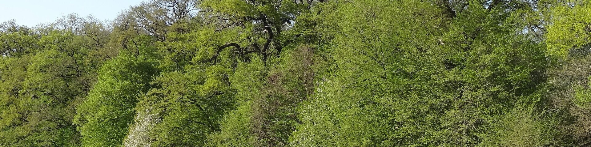 4 Eichen (Bingenheim)