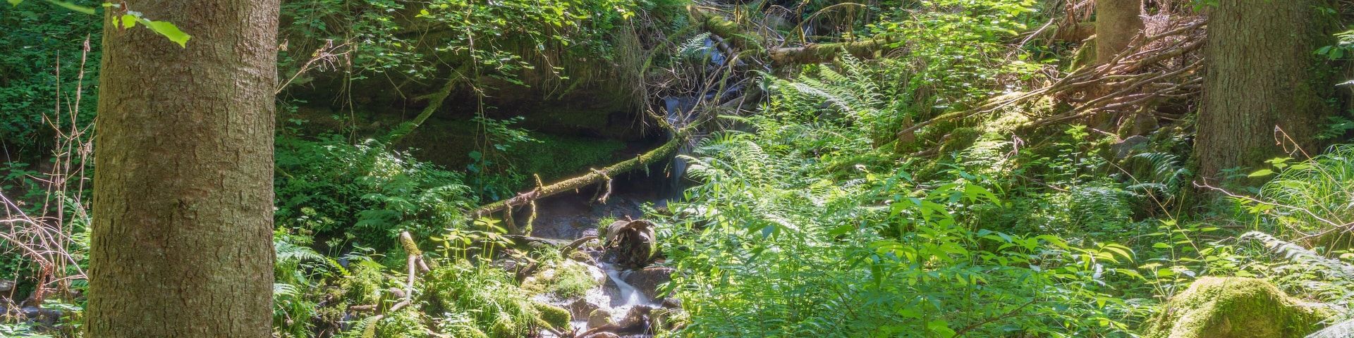 Atzenbacher Wasserfall, Zustand ist leider sehr vernachlässigt, nur schwer zugänglich, da Bauschutt abgeladen wurde
