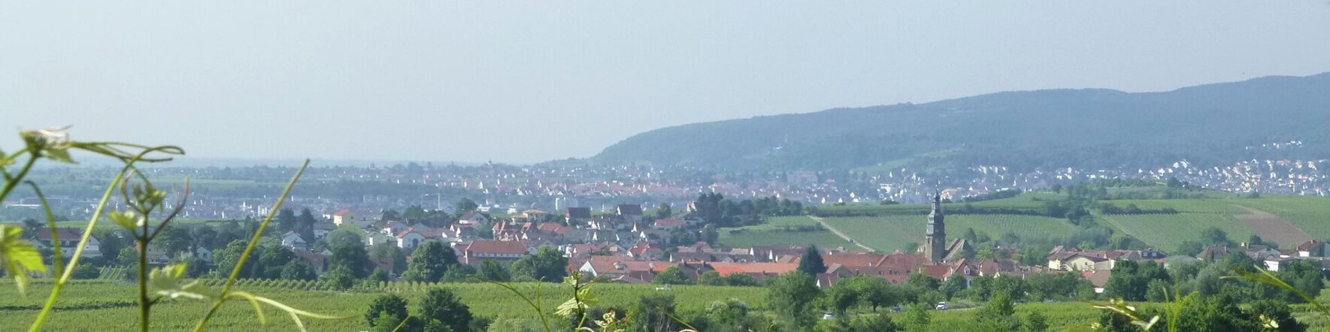 Vineyard Honigsack in Herxheim am Berg, view to KALLSTADT.