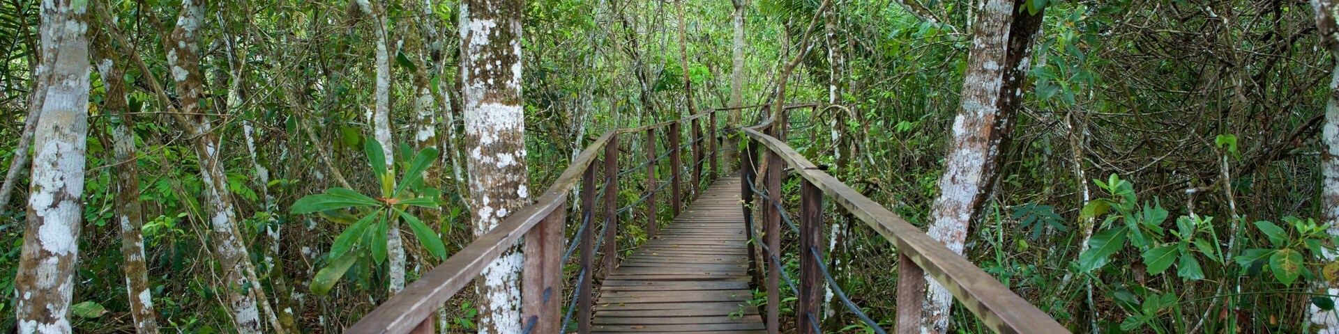 Um calçadão de madeira serpenteia por uma floresta densa com betuleiras.