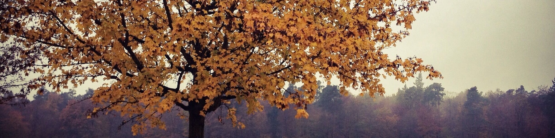 Biking on the autumn leaves