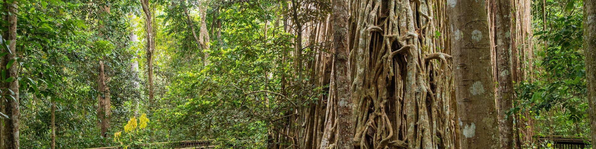 Curtain Fig National Park featuring forest scenes