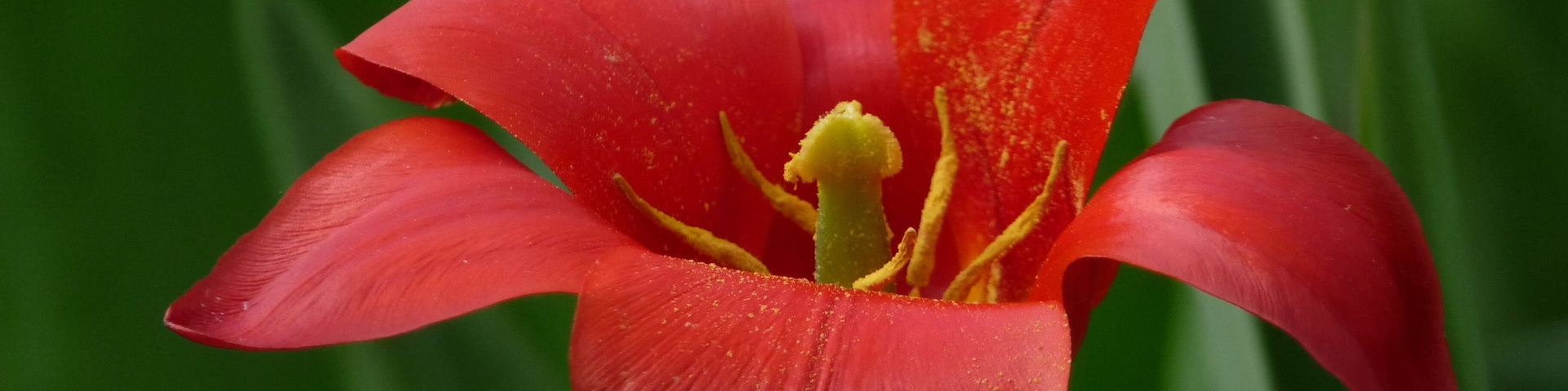 Macro view of a red tulip.
